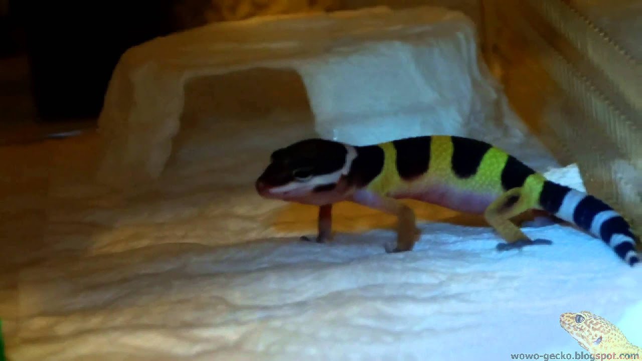Leopard Gecko : Female's dying to have a baby... 2013.07.03 - YouTube