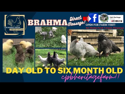 BRAHMA TIME-LAPSE (5 OF 6) SEE YOUR CHICKEN GROW FROM DAY OLD TO SIX ...
