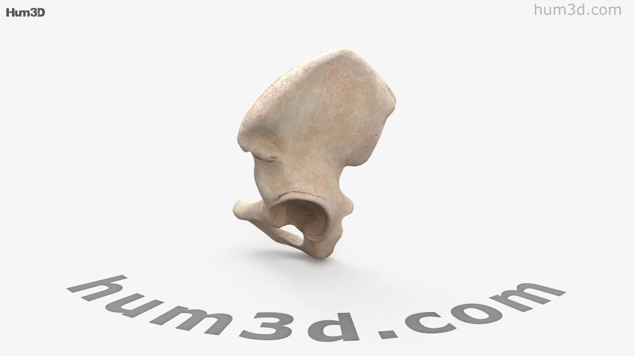 Hip Bone 3D model by 3DModels.org - YouTube