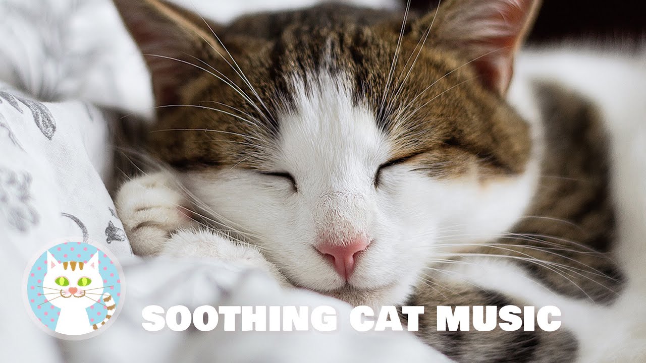 【猫のための音楽】猫が喜ぶ音、水のせせらぎの音、風の音、ハープ音楽 | 愛猫が落ち着く癒しの空間を演出します。[cat music]