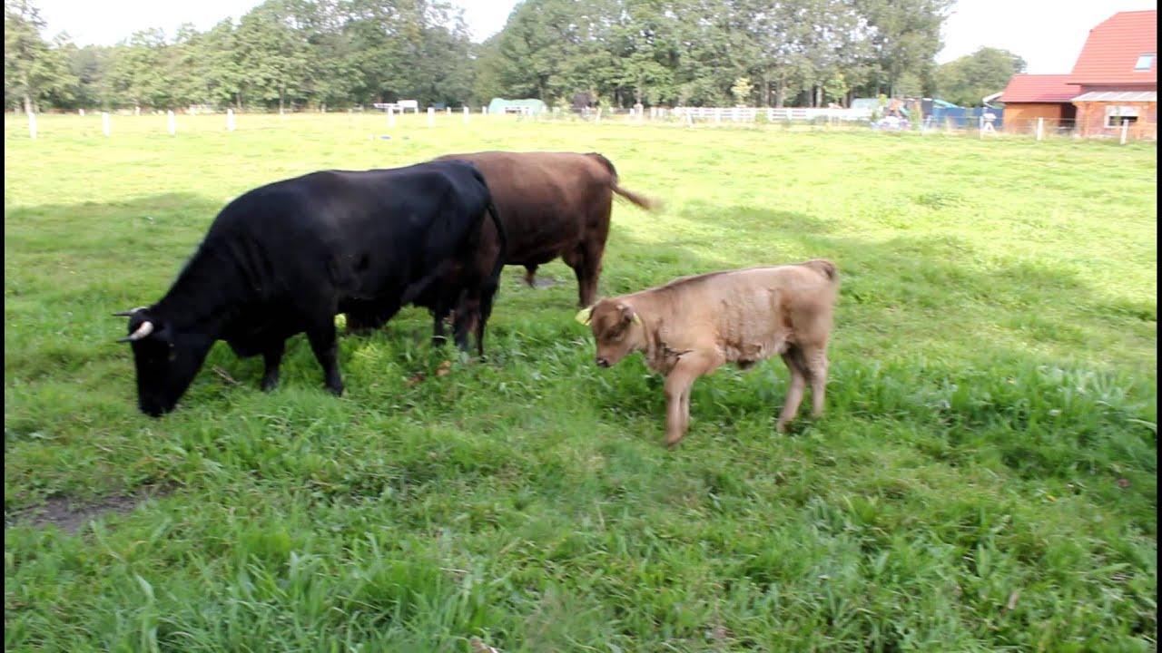 Dexter Rinder,Kuhkälber 2011,Meißendorf - YouTube