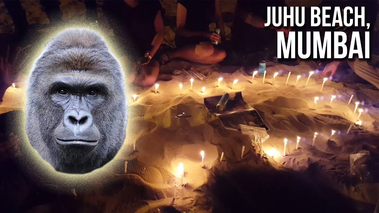 HARAMBE Memorial event, Mumbai - YouTube
