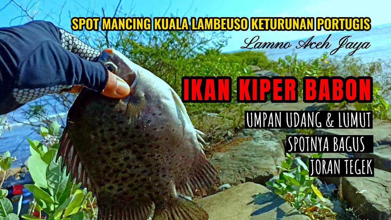 mancing ikan kiper babon || spot di kampung Keturunan Portugis Lamno ...