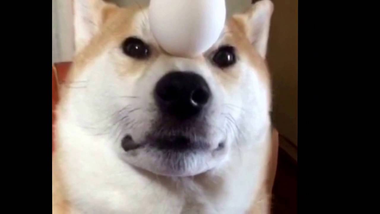 Shibainu GAKU Place the eggs in the forehead【GAKU Paradise】 - YouTube
