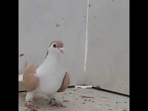 #Kabootar  Afgan musafer pigeons