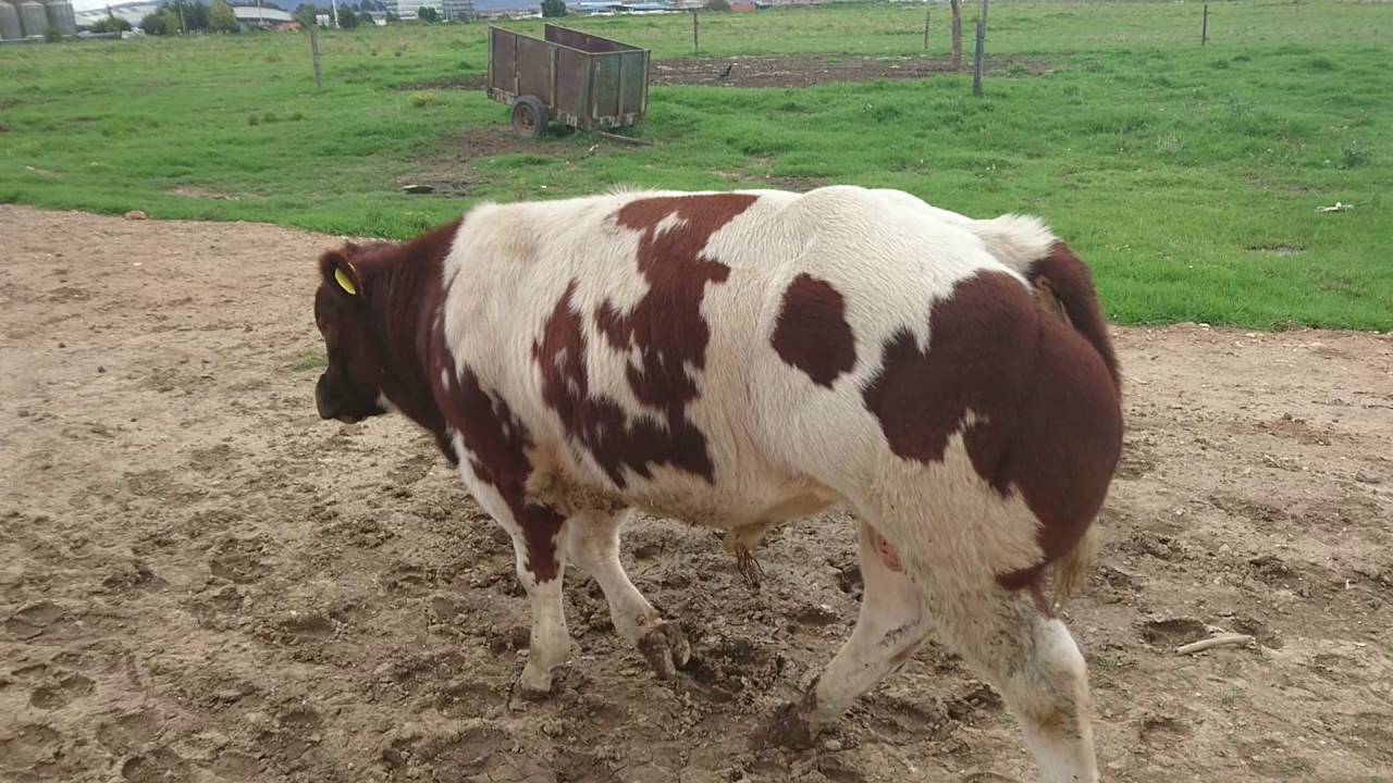 Blanco azul belga - YouTube