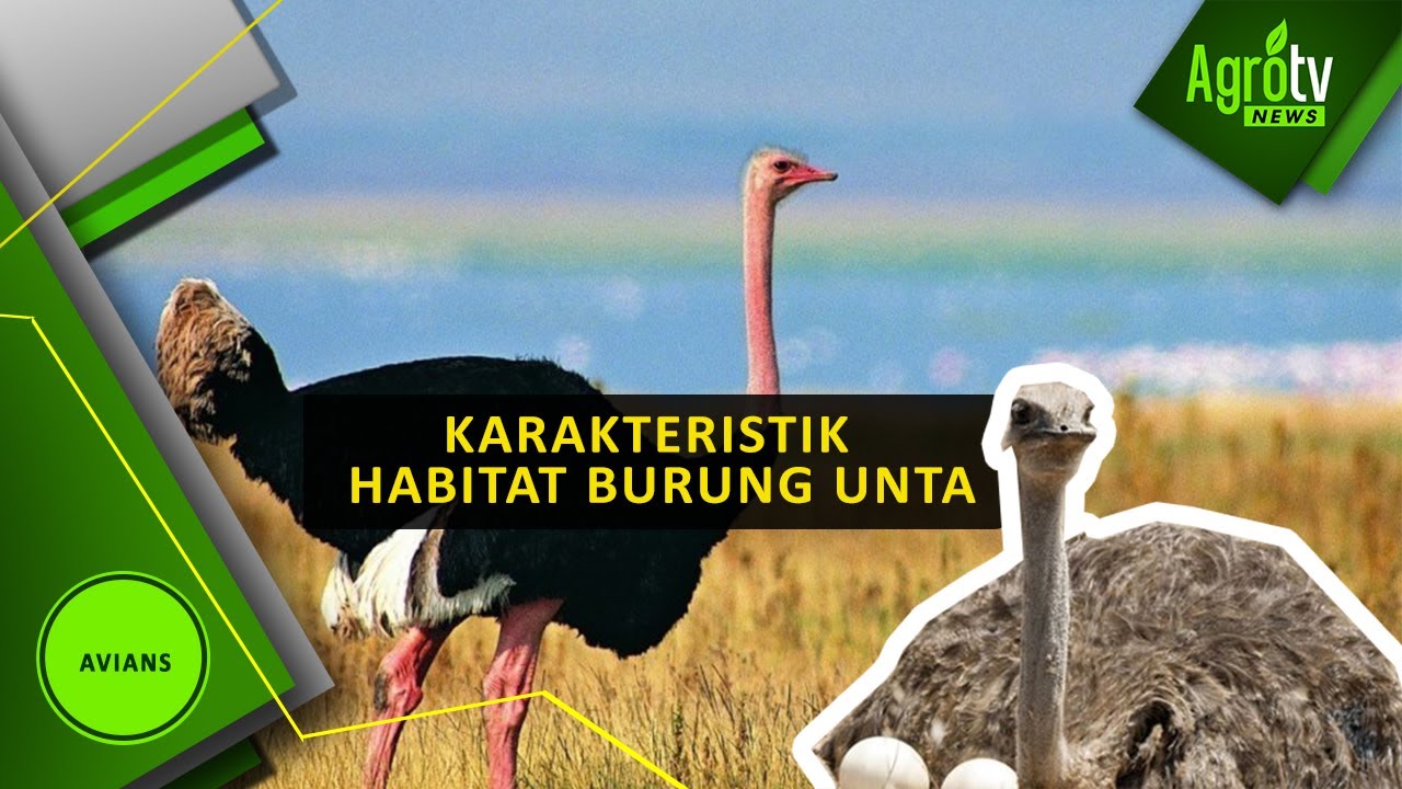 KARAKTERISTIK DAN HABITAT BURUNG UNTA - YouTube