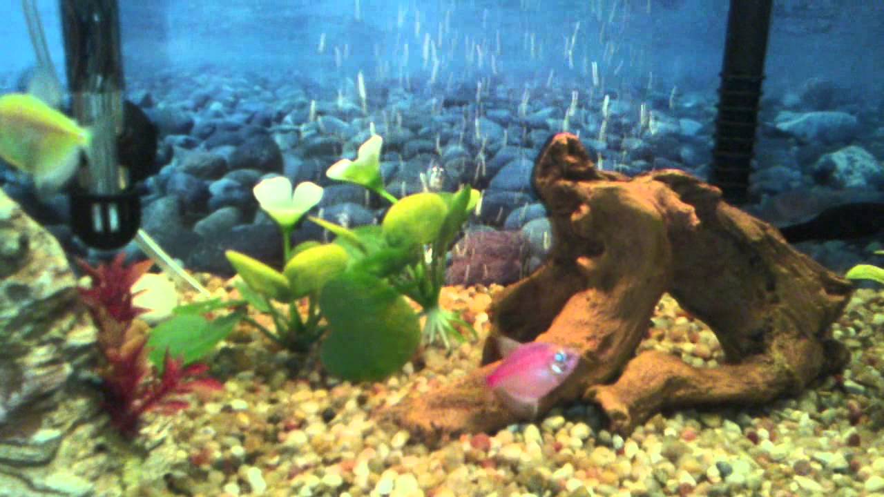 Aquarium fish grooving to smooth jazz - YouTube