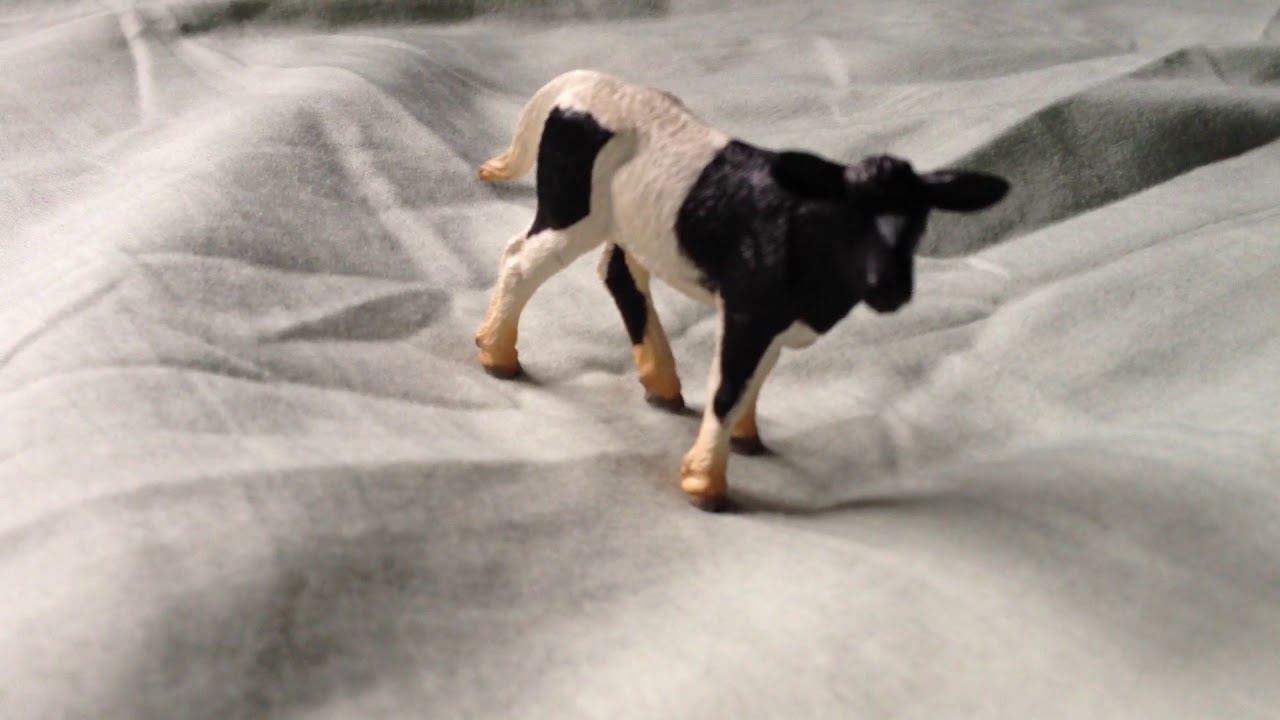 Tipping a cow... - YouTube