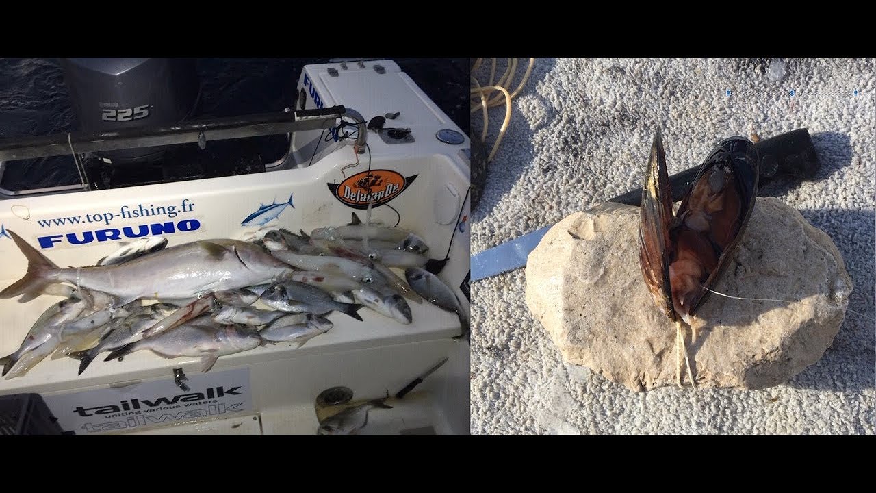 Tuto pêche à la daurade (dorade) à la pierre - YouTube