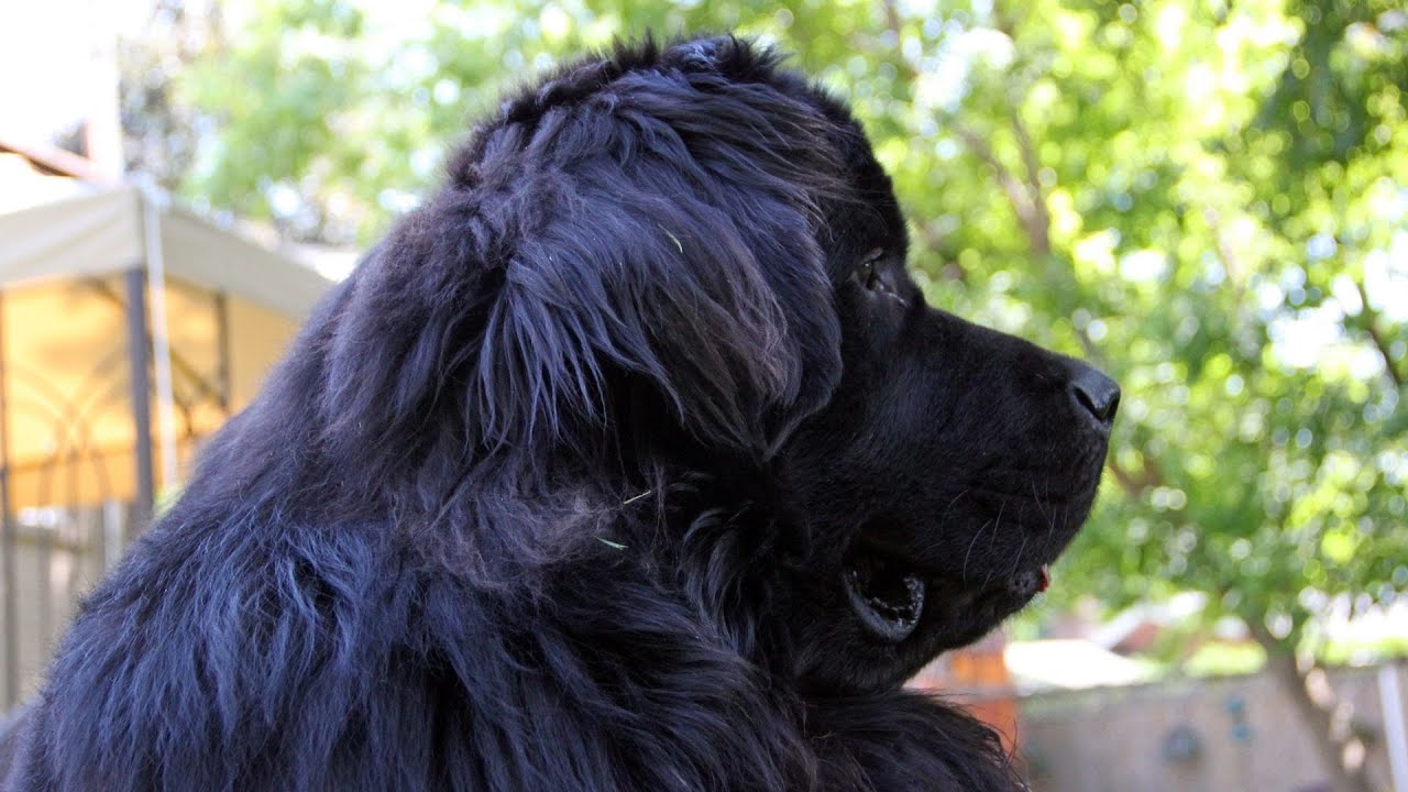 Newfoundland Dogs - From Puppies to Adults | A Guide to Growing and ...