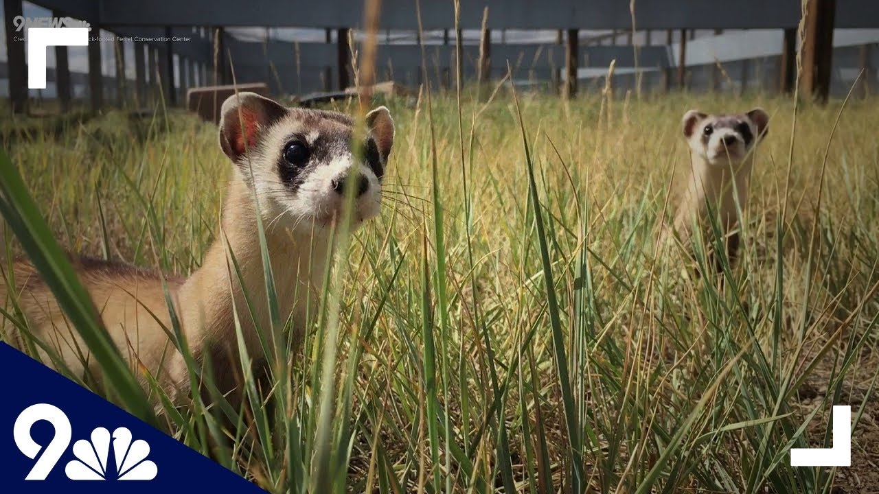 Conservation Center For Ferrets