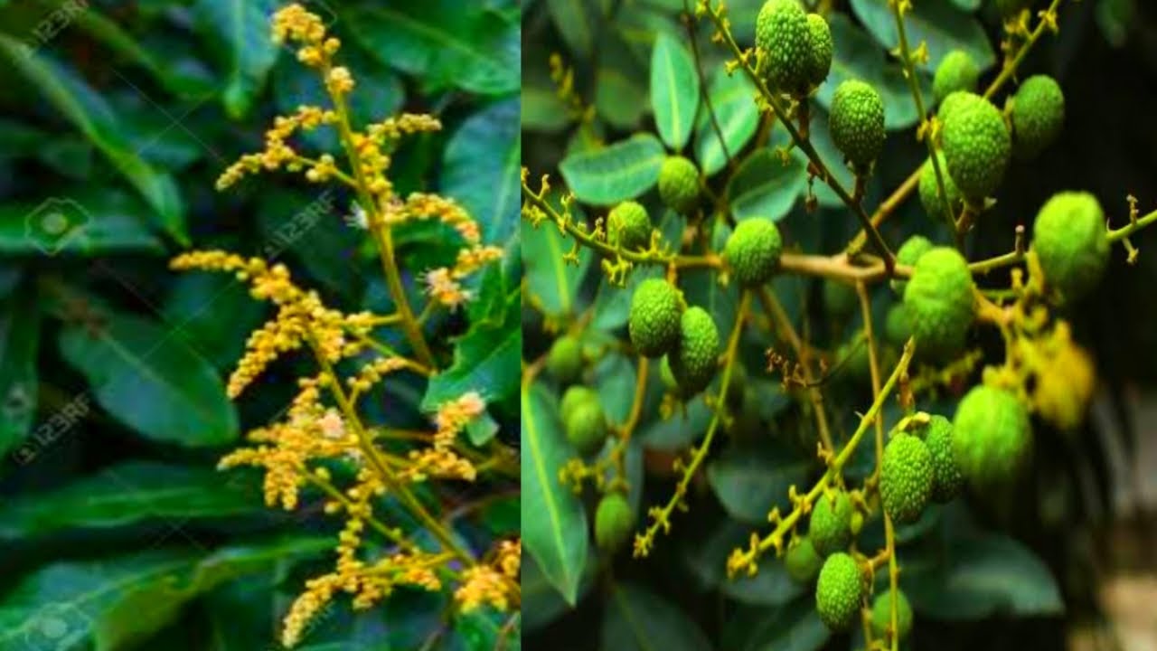 How To Increase Longan Production | Spraying San To Force Longan Tree ...