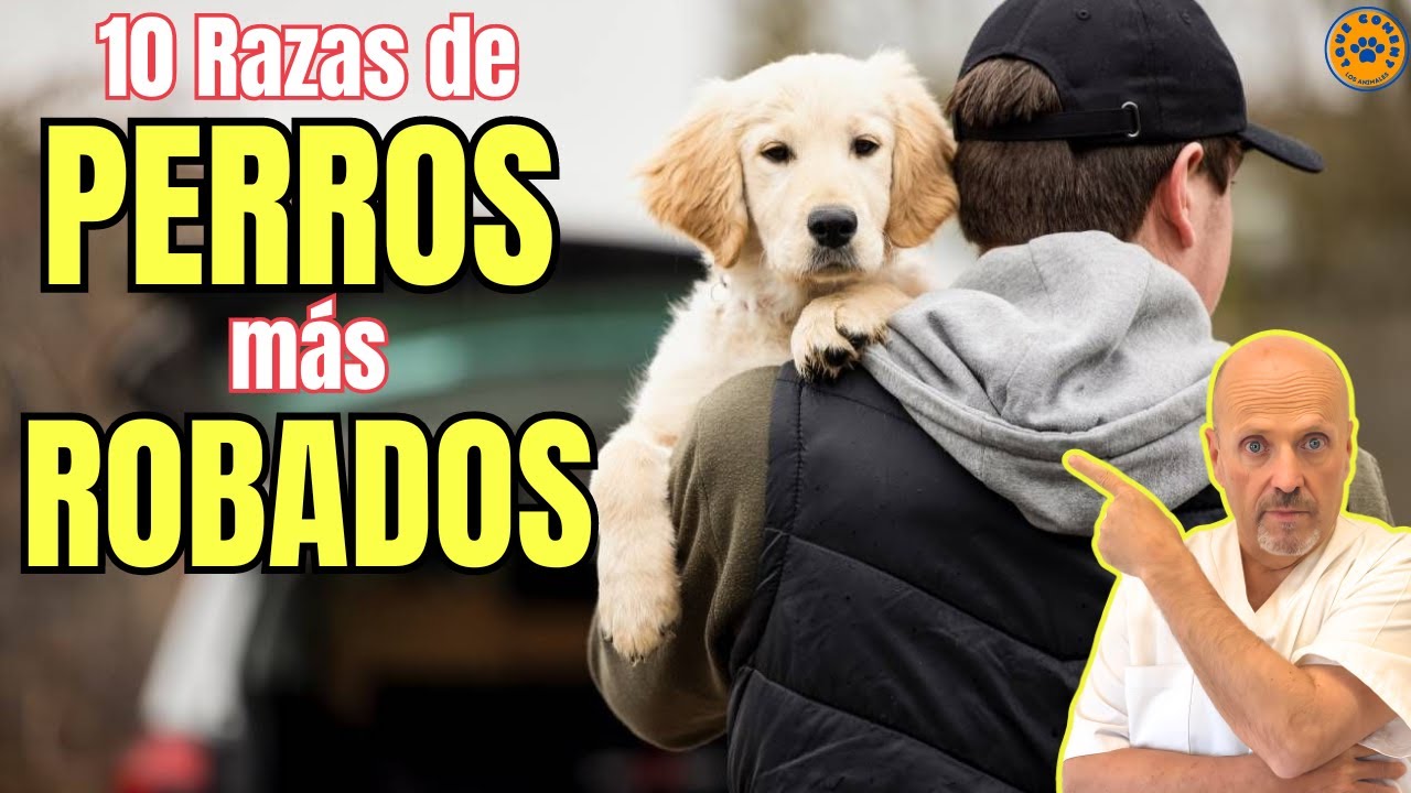 🆘 LAS 10 RAZAS DE PERROS MAS ROBADOS 🆘 - YouTube