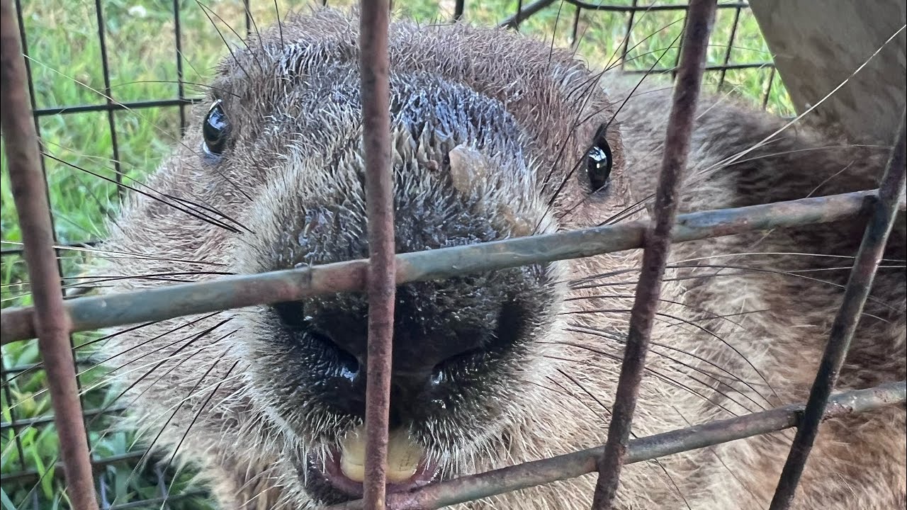 Trapping Alabama Groundhog | Catch & Release #trapping - YouTube