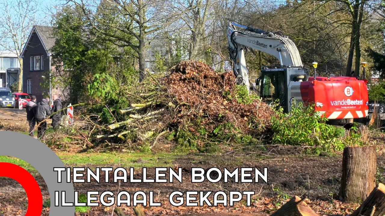 Tientallen bomen illegaal gekapt; klimaatburgemeester voorkomt verdere ...