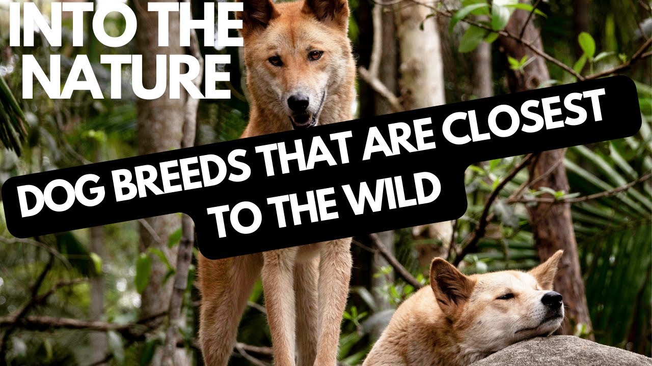 Dog Breeds That Retain Wild Traits - YouTube