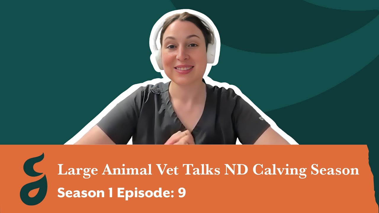 Large Animal Vet Talks ND Calving Season YouTube large-animal-vet-talks-nd-calving-season-youtube