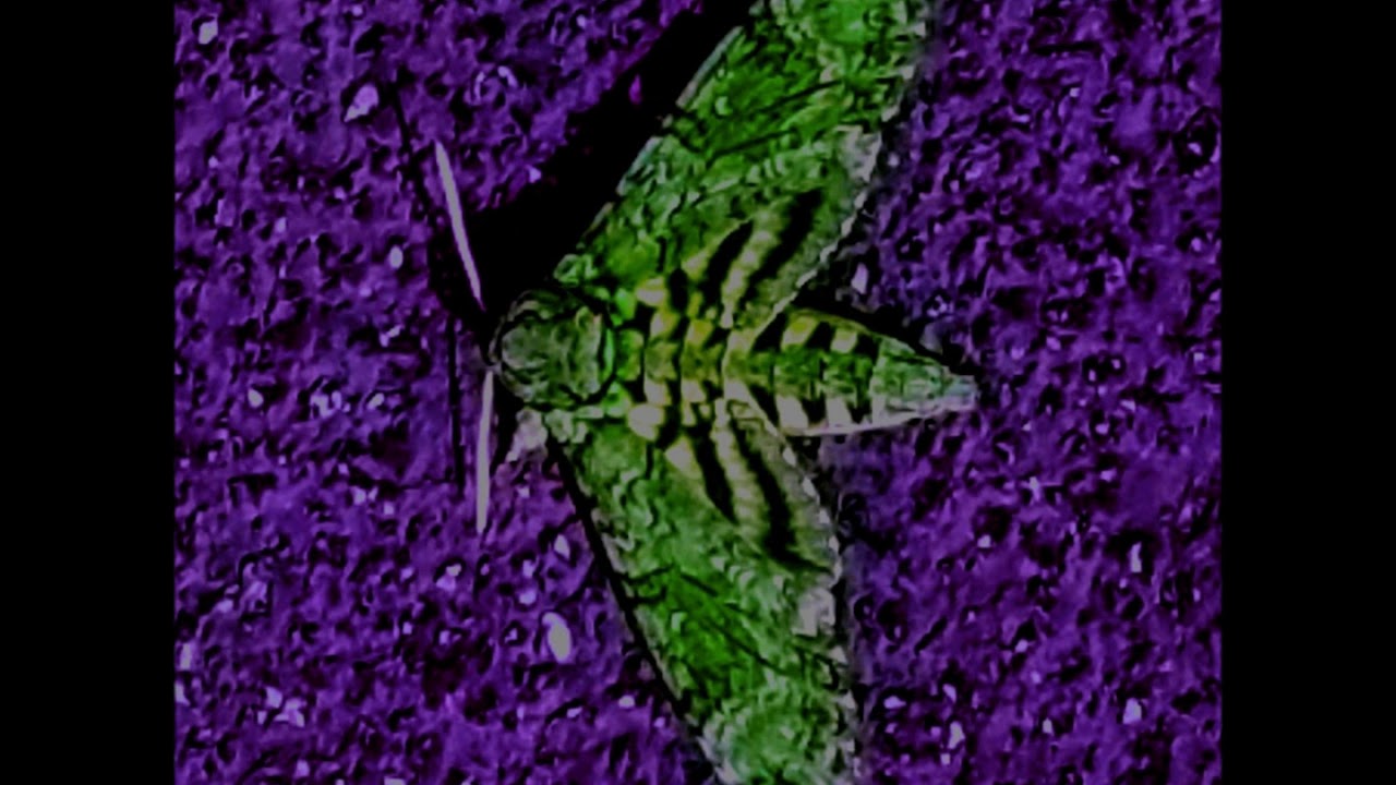 Sham Lee - Strictly4TheBBoys - YouTube