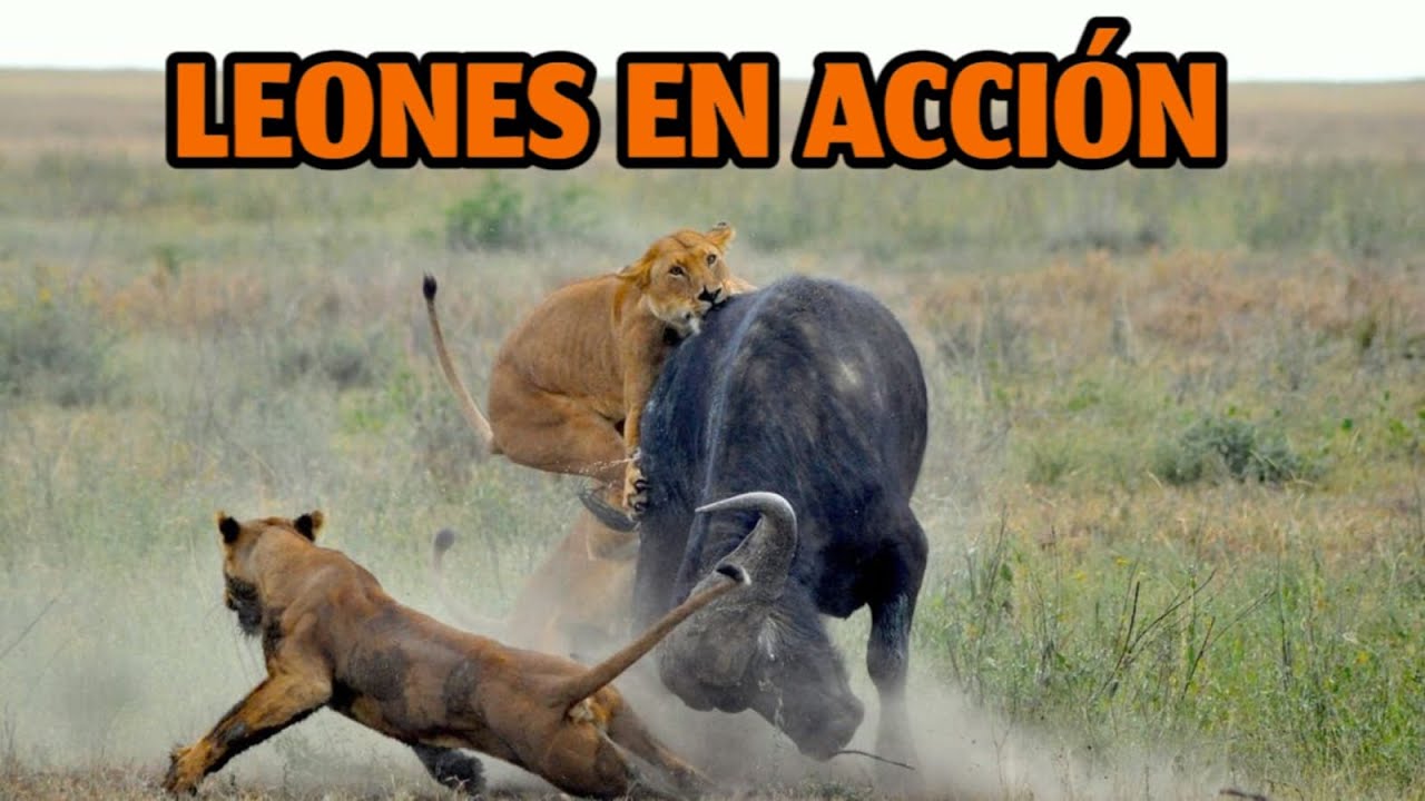 Leones en Acción: Cazando en la Sabana Africana - YouTube
