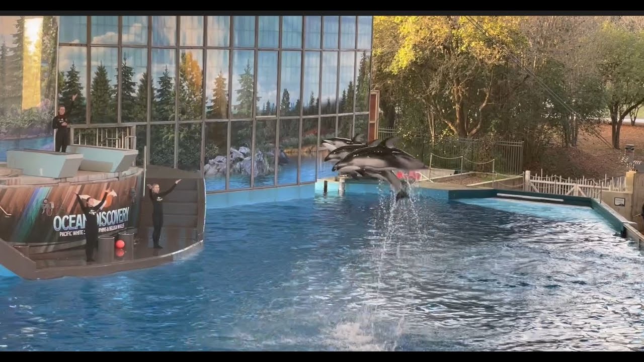 The great Dolphin show! Sea World Dolphin Show! Amazing Dolphin Show! # ...