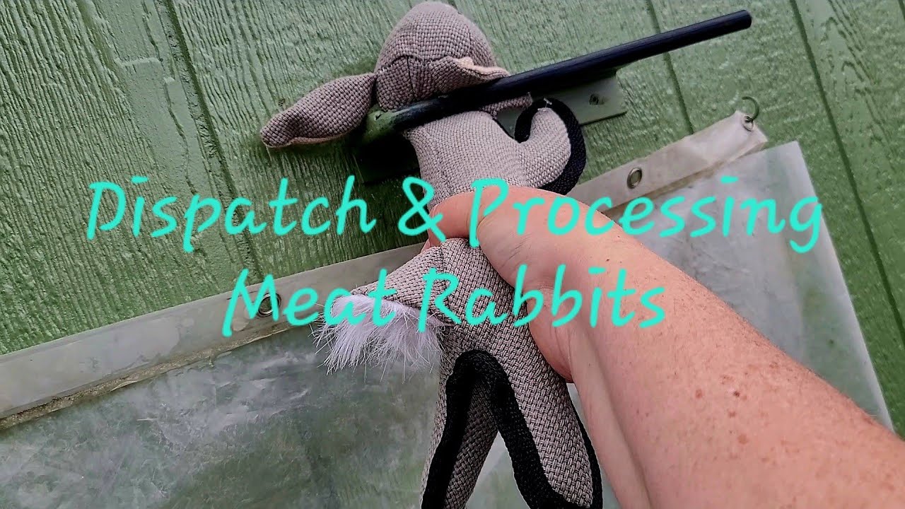 ⚠️ How to Dispatch and Process Rabbit for meat. ⚠️ You have been warned ...