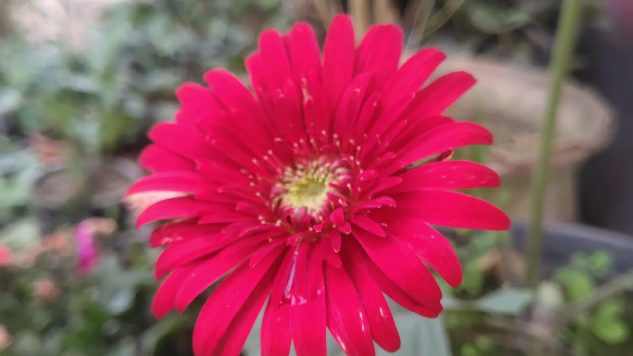 Gerbera flower// jalbera flower// Himali Nursery - YouTube