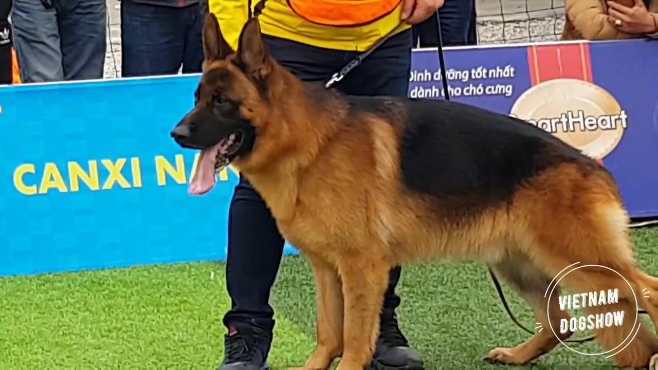 Chó Becgie đực đẹp nhất 18-24 tháng VNSV dogshow 1-2019 Best German ...