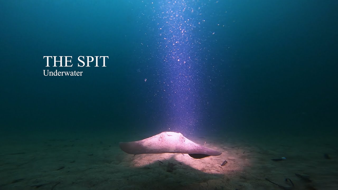 电鳐 环吻犁头鳐 海鳗 水肺潜水 | UNDER THE SPIT BRIDGE | SCUBA DIVING | Car Wreck ...