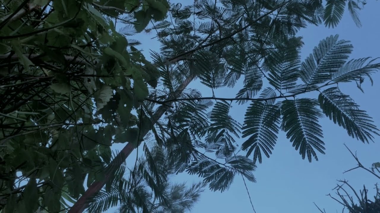 Uko UMUGORE W'UMUKIRE YASAMBANAGA n'Umuyede😱| UKO NASWEWE | AMAJWI ...