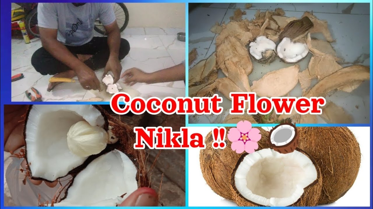 Coconut Ka postmatam Kiya ||Coconut Ko Mara @aineumair716 ...