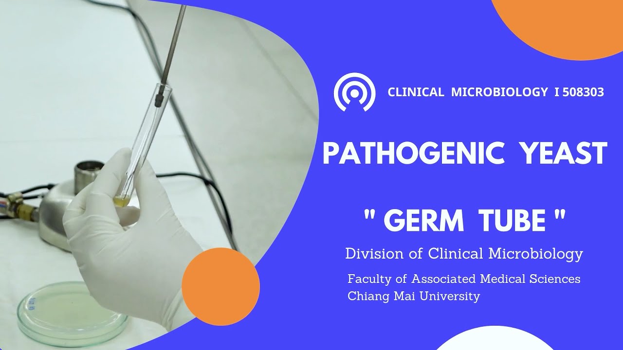 CMB - Germ tube - YouTube