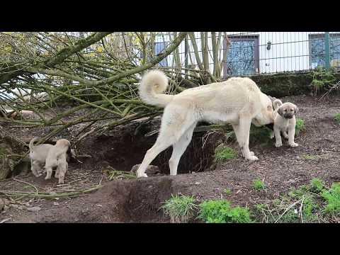 Tante Sonya mit dem Kangal C-Wurf