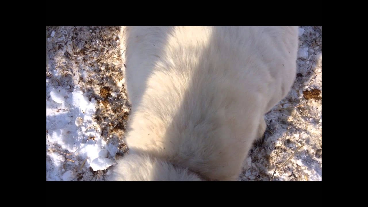 Web Series - Cleaning with Pets - Blizzard Goat Edition, Massage or ...