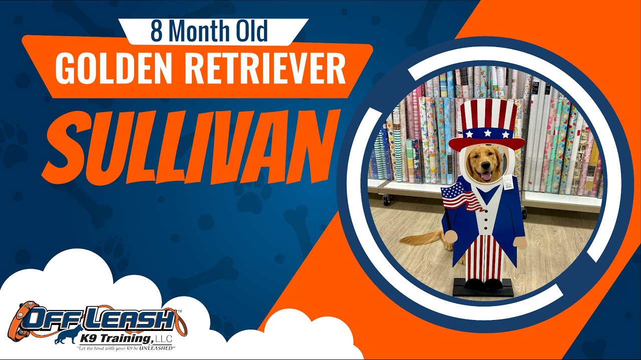 Discover the Power of Training: Sullivan's Inspiring Story - YouTube