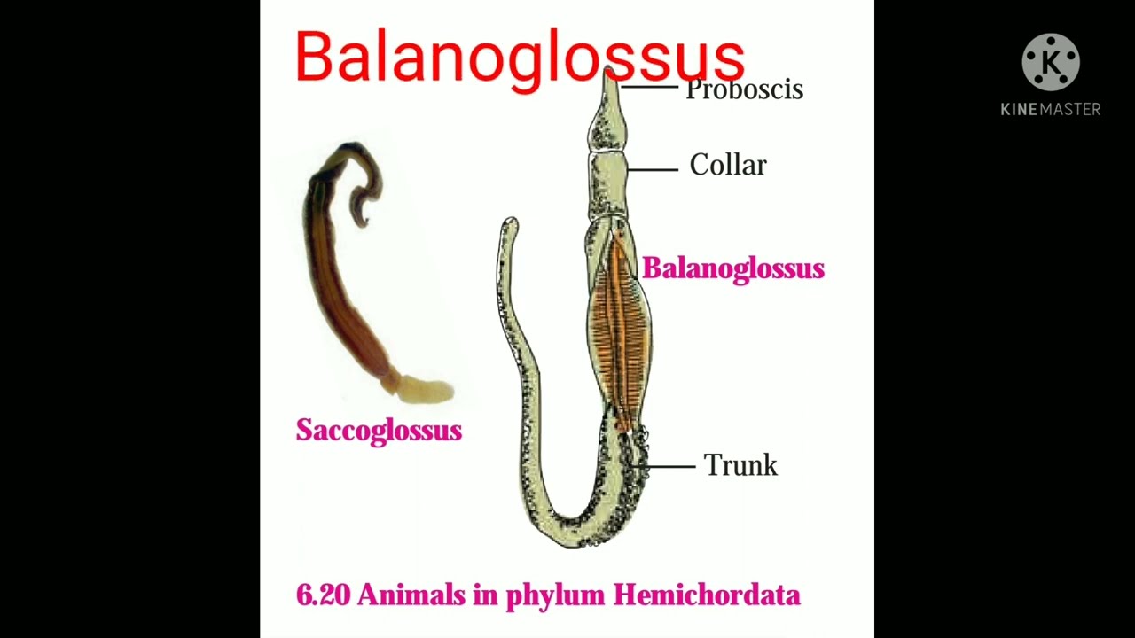 Phylum Hemichordata Balanoglossus