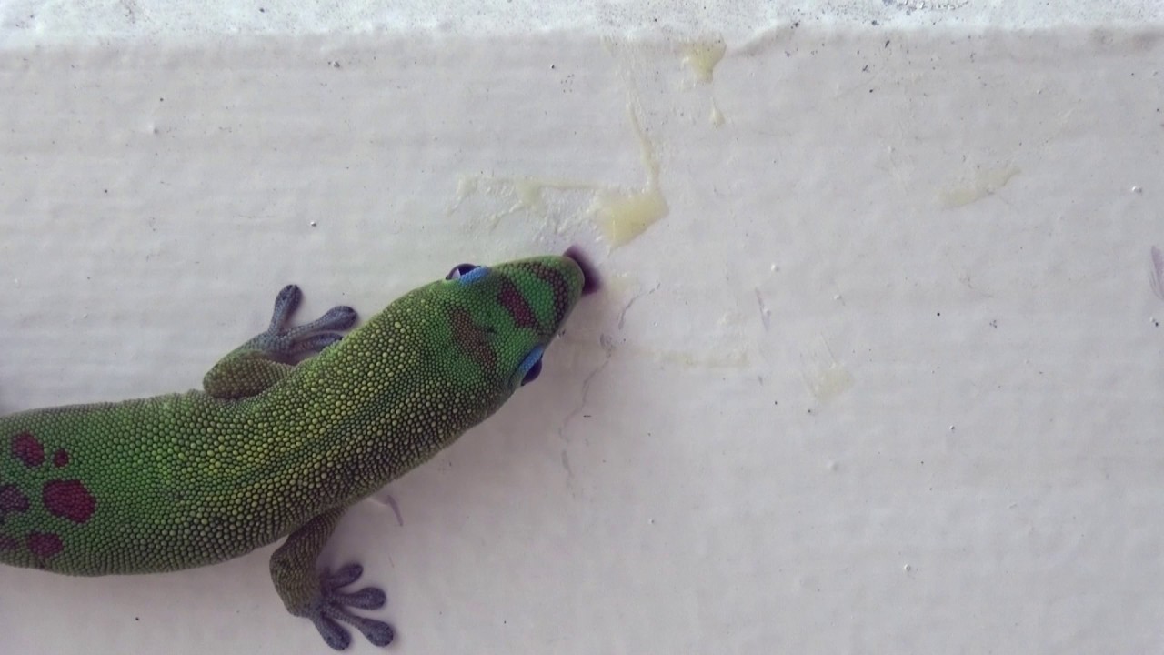 Day Gecko Eating Lilikoi Jelly - YouTube