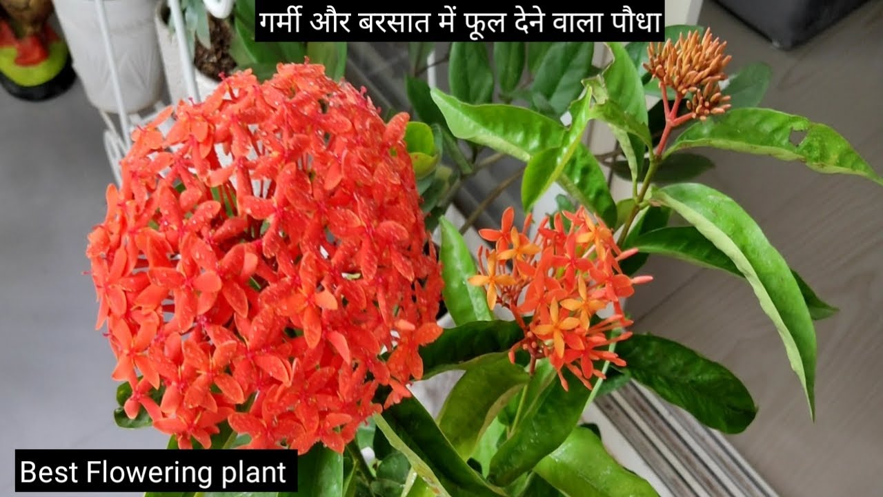Ixora plant care | how to grow ixora plant | Ixora plant | rainy season ...