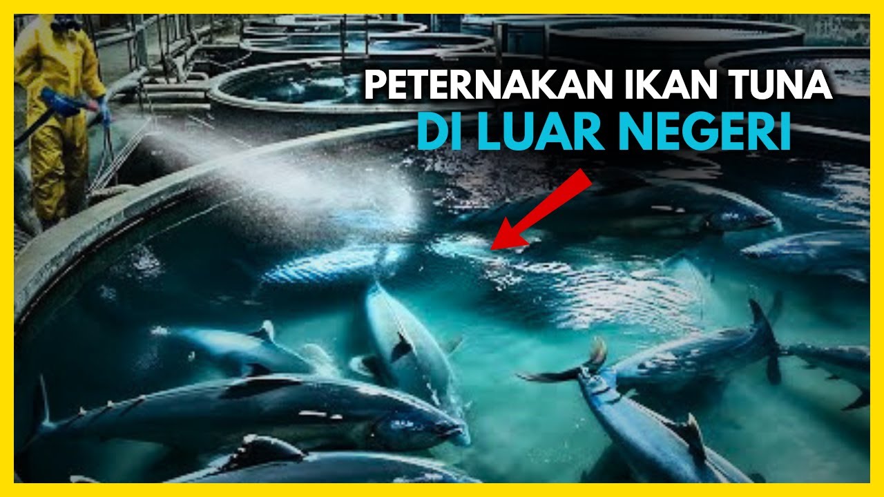 Ikan Tuna Mulai di Budidaya Di Luar Negeri, Kalian Ketinggalan! - YouTube