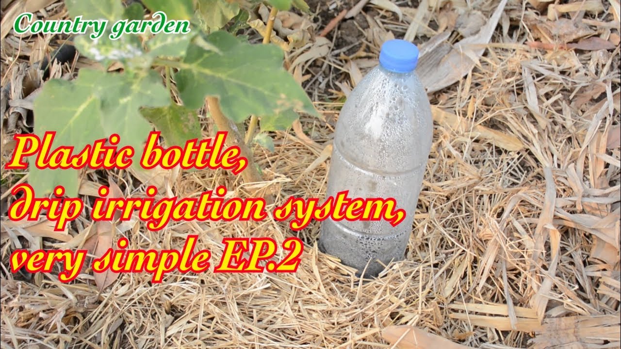 Plastic bottle, drip irrigation system, very simple EP.2 | Country ...