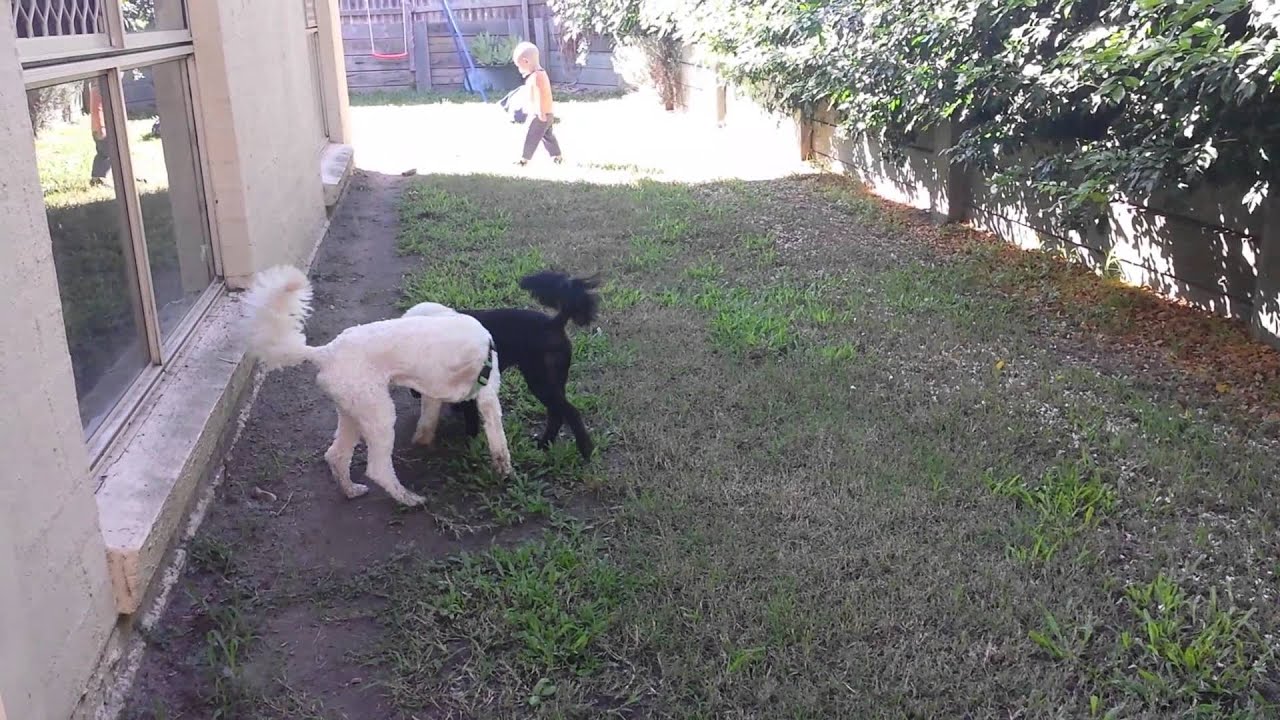 One on One Dog Training - 20140411 090447 - YouTube