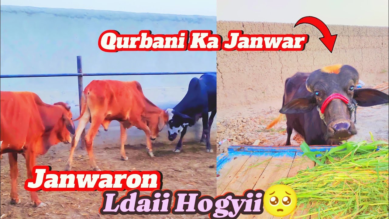 Janwaron Main Aj Ldaiii Hogyii 🥺 | Qurbani Ka Janwar Ro Rha Tha 😭 ...