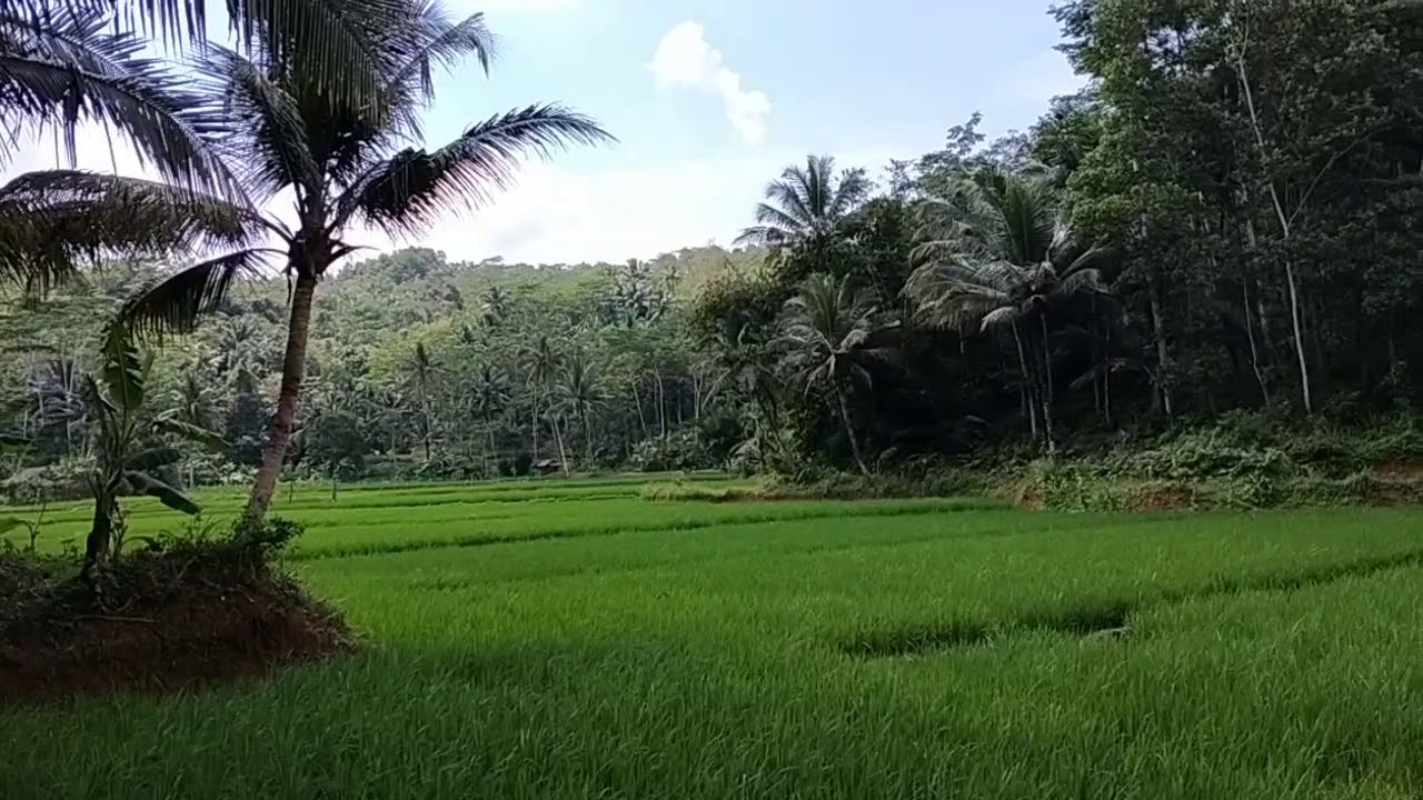 Pemandangan pesawahan Indonesia tercinta - YouTube