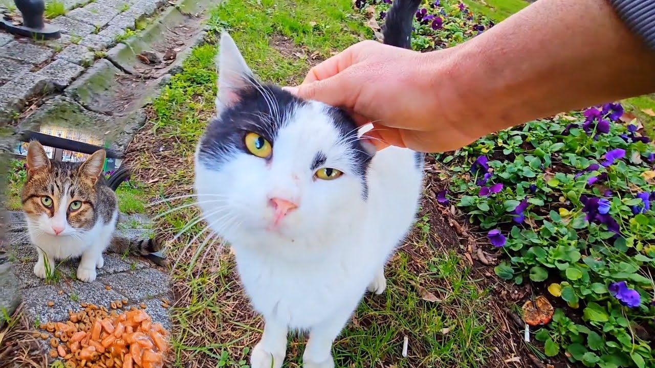 Two incredibly adorable, sweet and hungry cats strolling in the garden ...