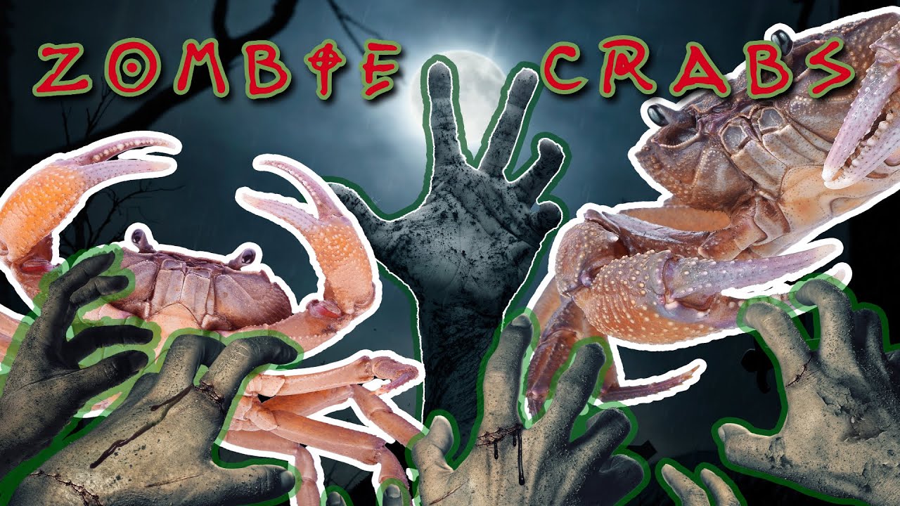 There's a (Crab) Zombie Apocalypse in the Chesapeake - YouTube