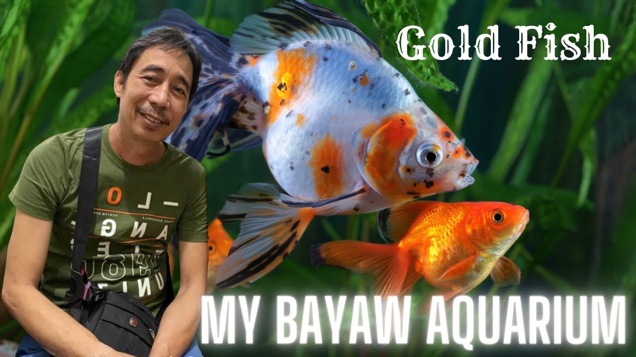 My Bayaw AQUARIUM " GOLD FISH " My 1st Premiere As A Monetized Channel ...