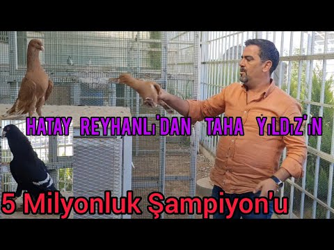 5 milyonluk güvercin Hatay Reyhanlı'dan Taha Yıldız'ın şampiyon'u festivallik kümes#aksoyfiloelvan