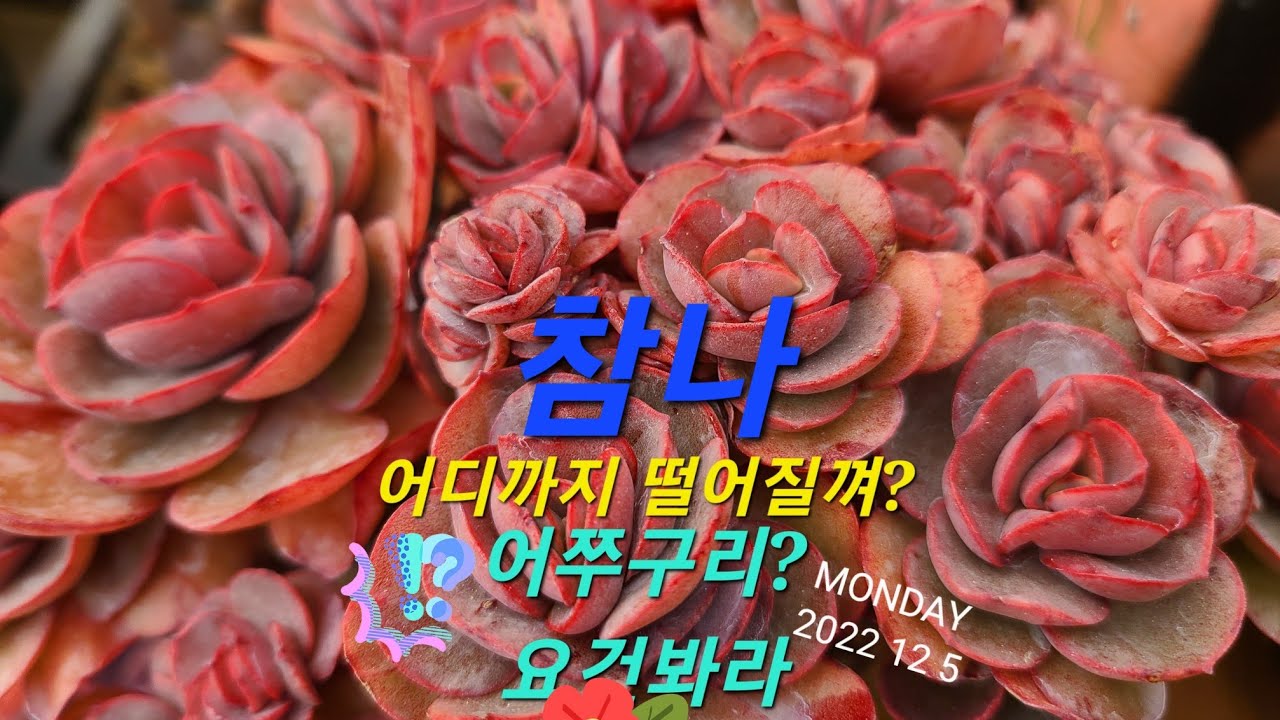 2022년 12월05일 세일 할인~국민다육 방문구매4개5000원선녀와나무꽃화분다육신상안내다육금화분택배다육택배다육이다육식물인천다육 Youtube