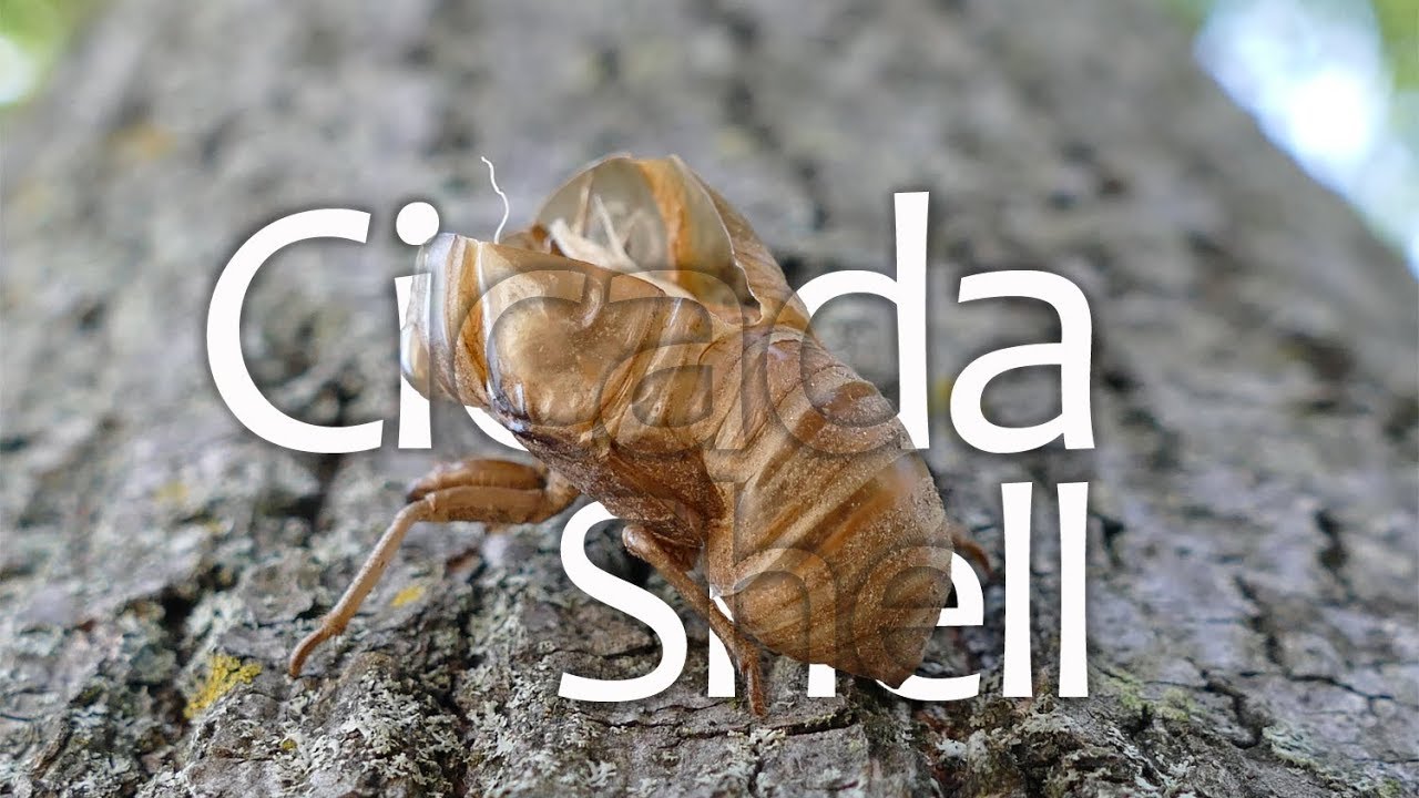 Cicada Shell (07-10-2018) - YouTube