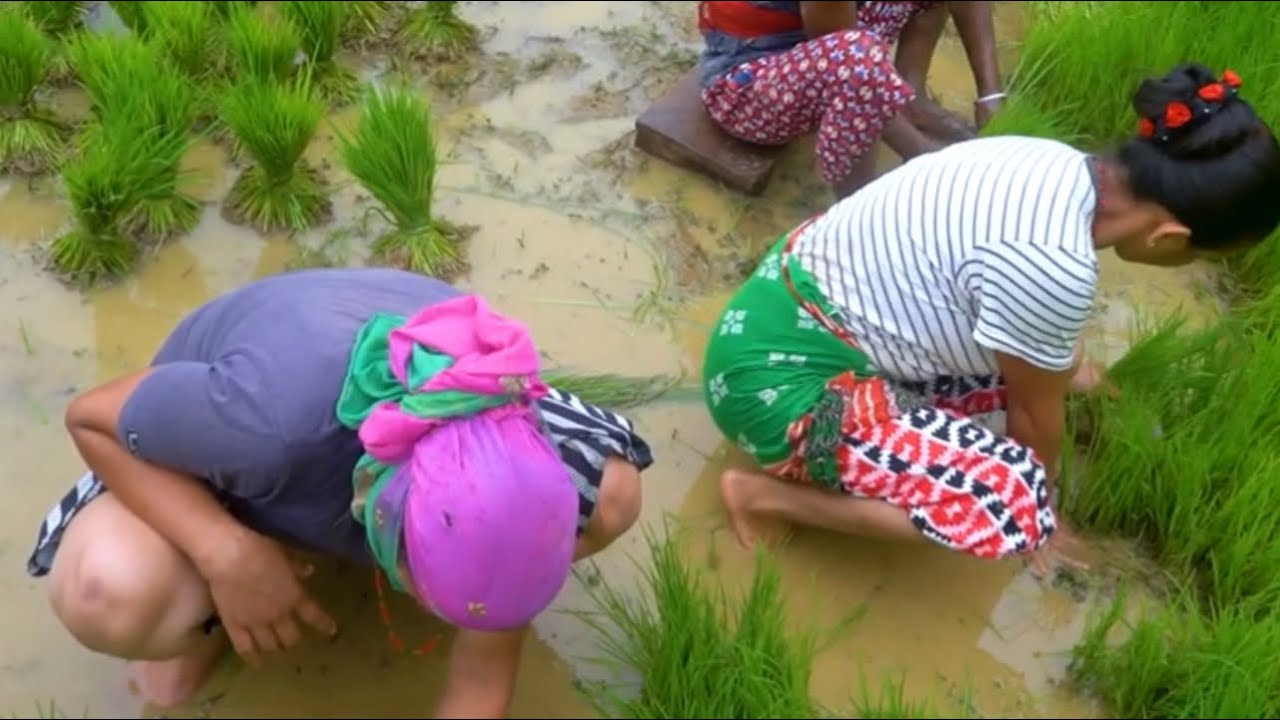 Paddy Cultivation, Harvesting & Farming. Paddy Rice Cultivation. Rice ...